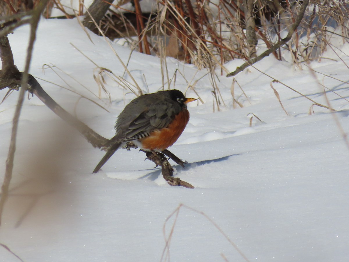 Robins at the Dawn of Spring – Oakland County Blog