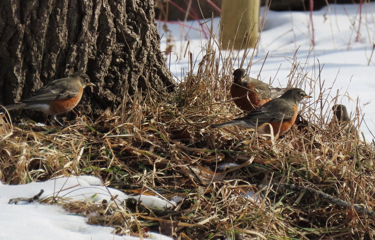 Robins at the Dawn of Spring – Oakland County Blog