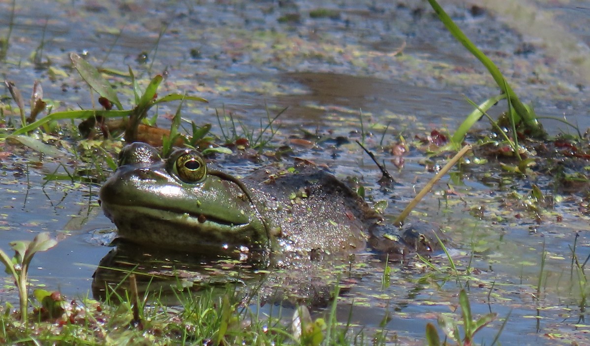 Bullfrogs: Masters of the Swamp! – Oakland County Blog