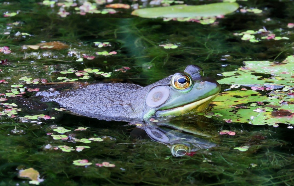 Bullfrogs: Masters of the Swamp! – Oakland County Blog