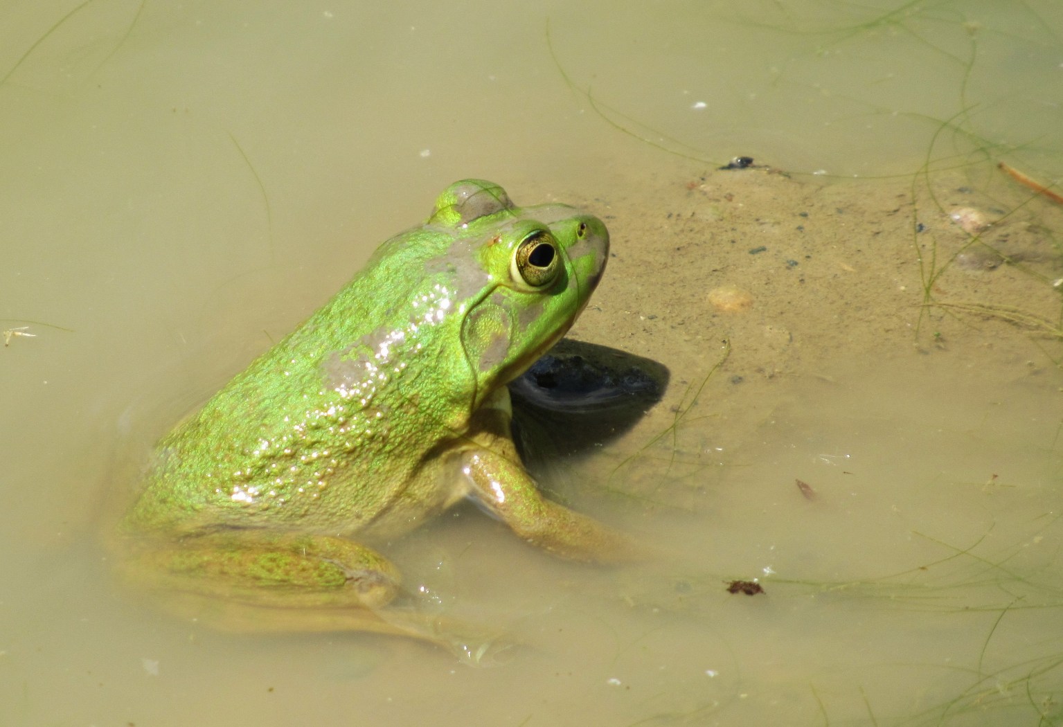 Bullfrogs: Masters of the Swamp! – Oakland County Blog