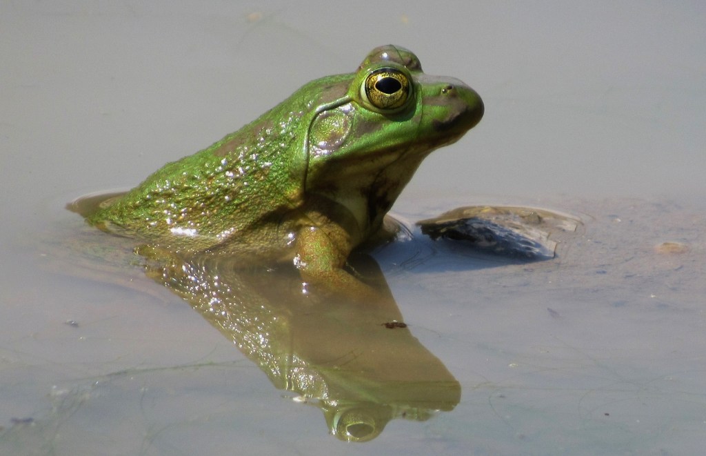 Bullfrogs: Masters of the Swamp! – Oakland County Blog