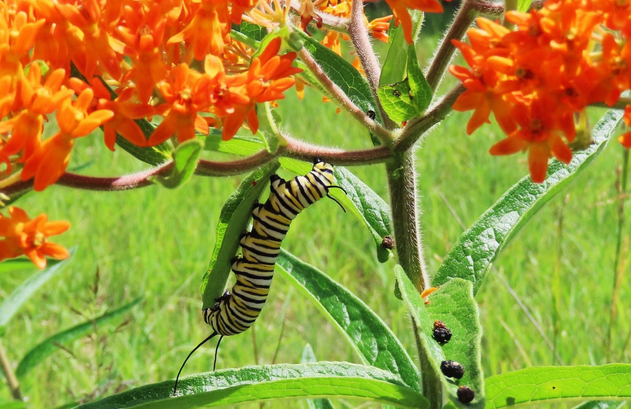 Butterfly Weed: A Gift of Nature! – Oakland County Blog