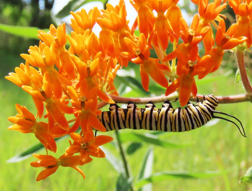 Monarch Butterfly Milkweed