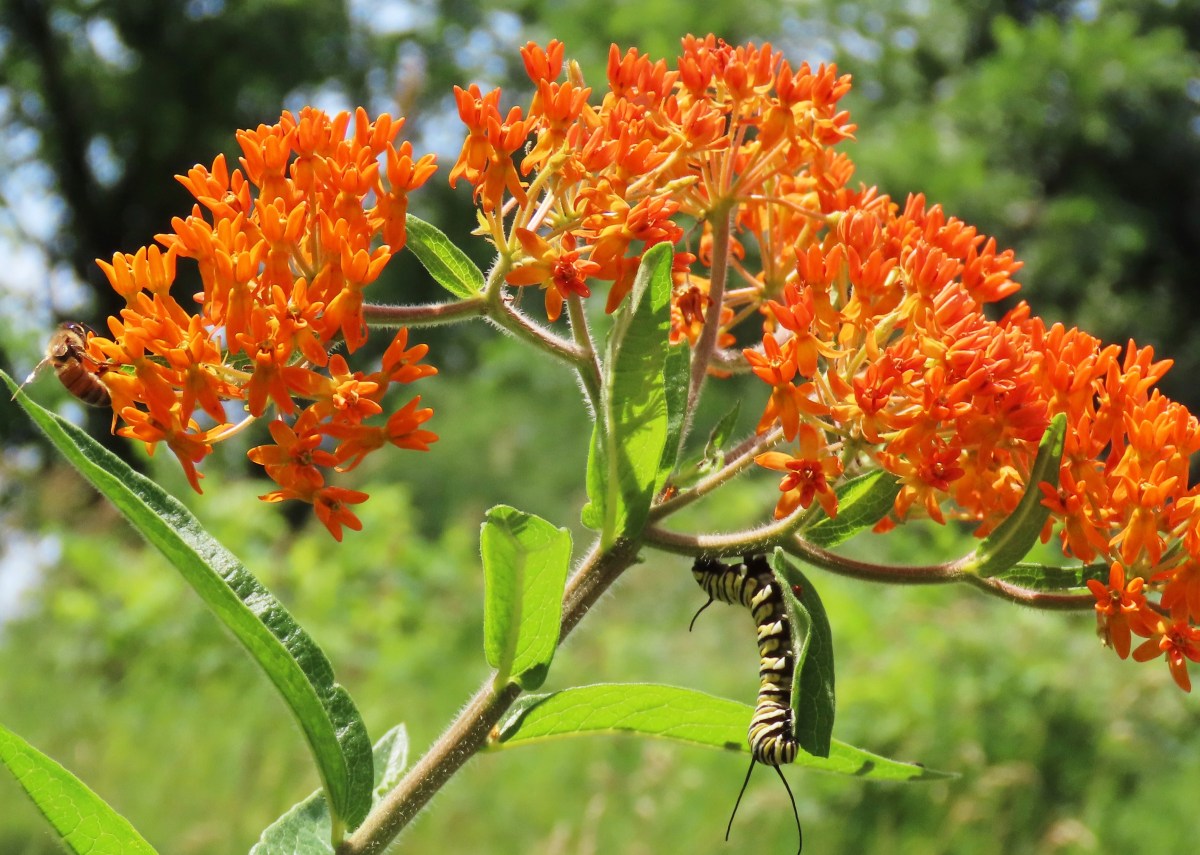Butterfly Weed: A Gift of Nature! – Oakland County Blog