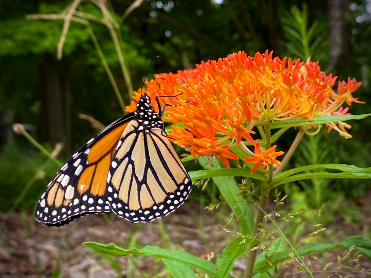 Butterfly Weed: A Gift of Nature! – Oakland County Blog