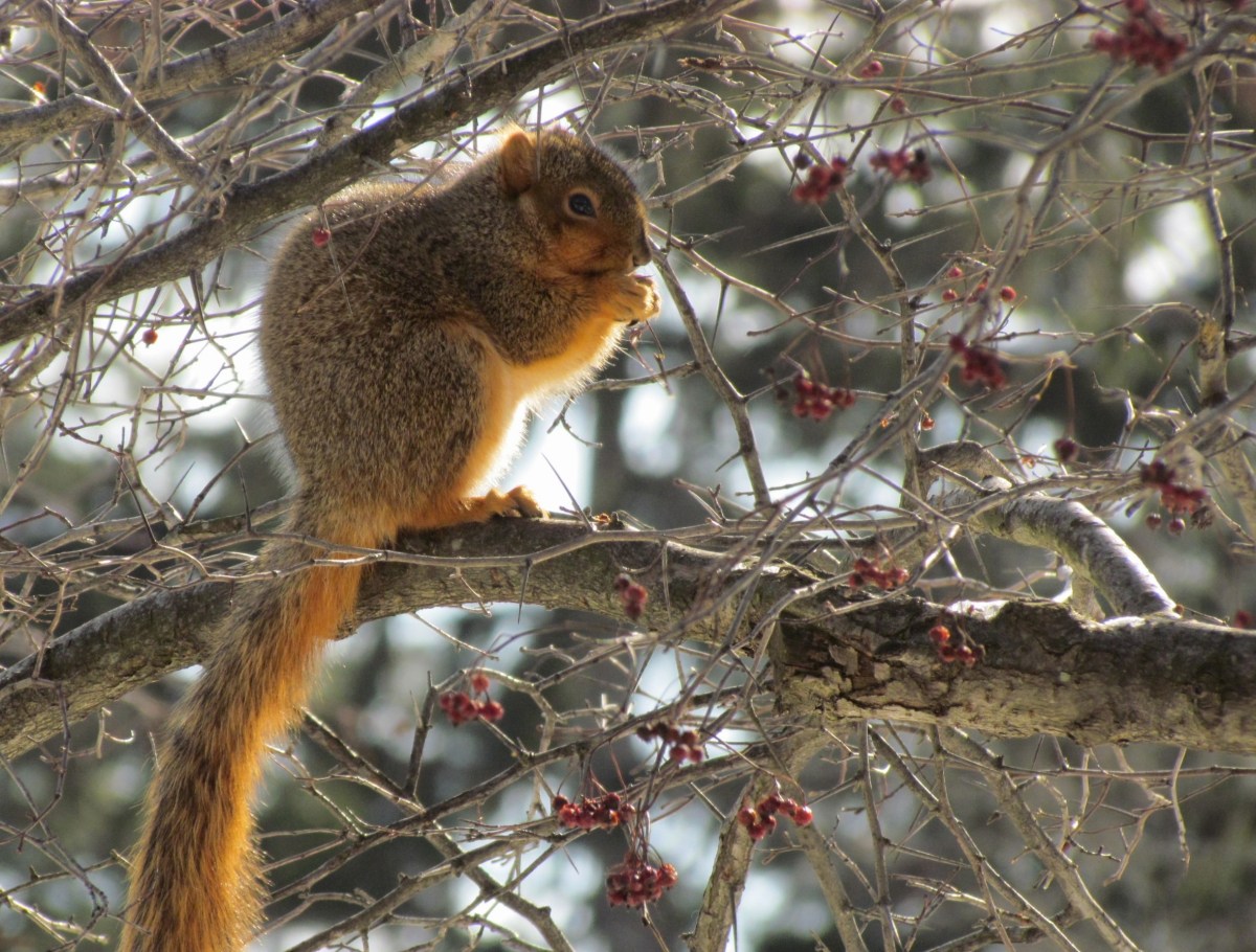 Fox Squirrel Tales – Oakland County Blog