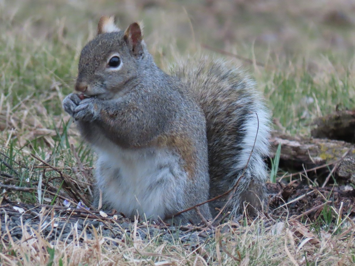 Fox Squirrel Tales – Oakland County Blog