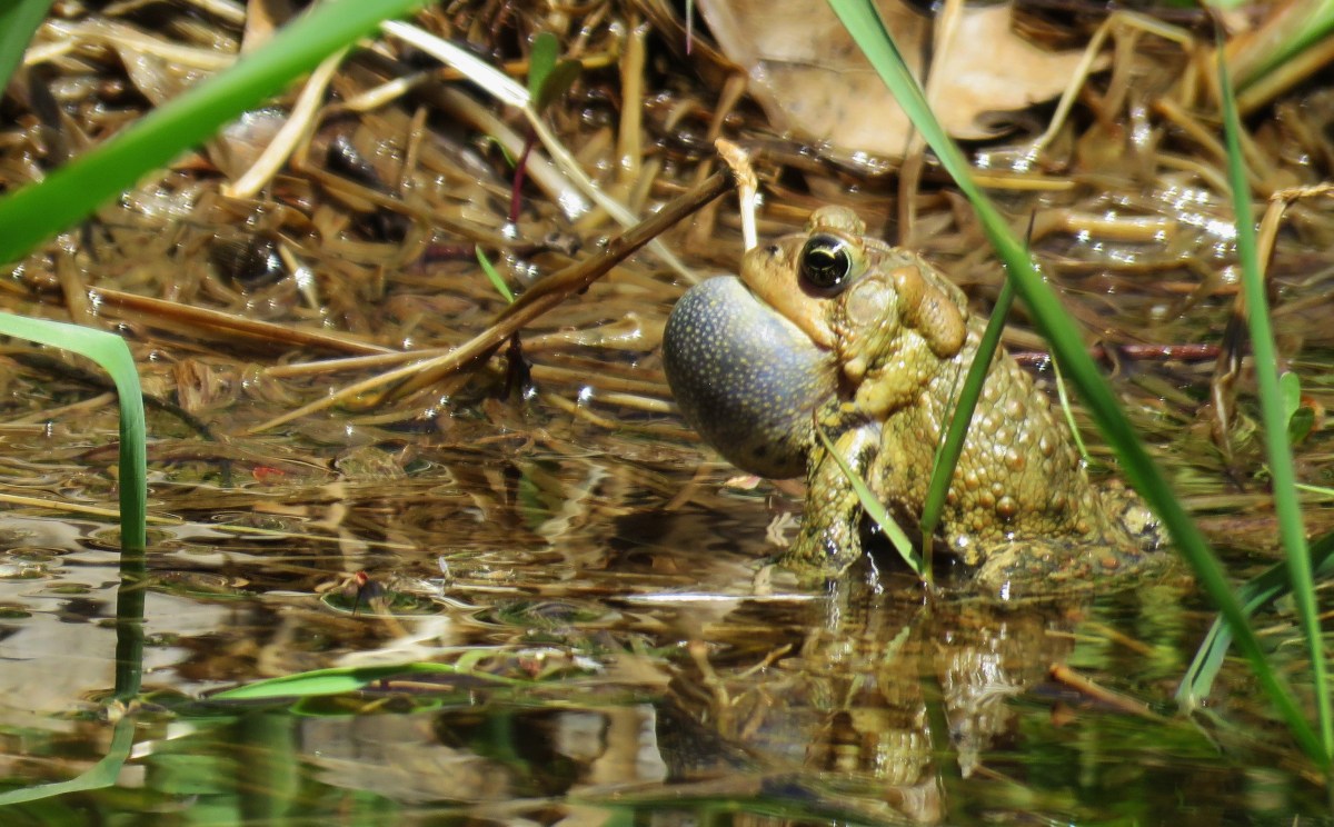 Hopping & Slithering Into Spring! – Oakland County Blog