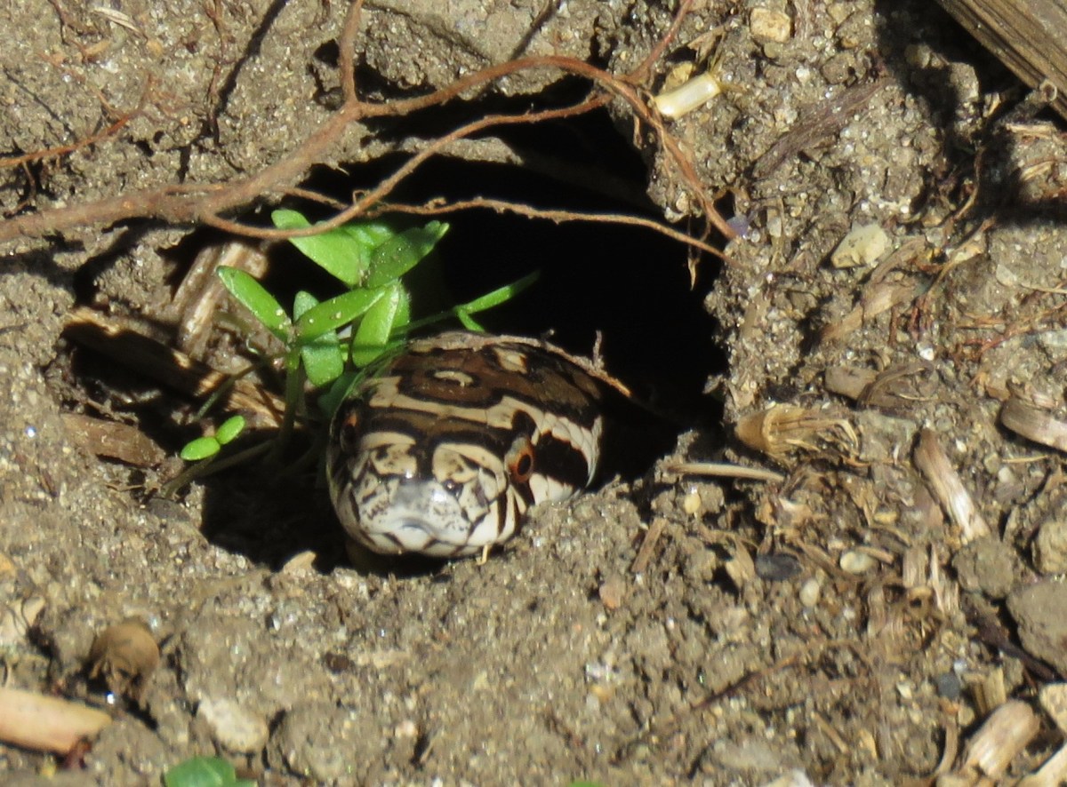 Hopping & Slithering Into Spring! – Oakland County Blog