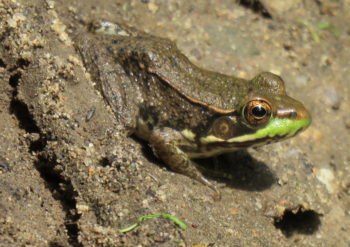 Hopping & Slithering Into Spring! – Oakland County Blog