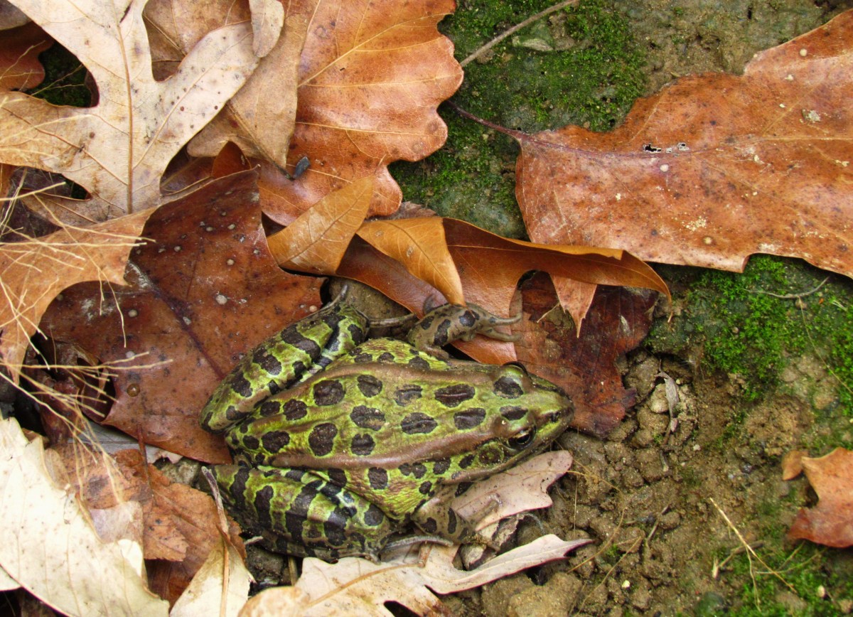 Hopping & Slithering Into Spring! – Oakland County Blog
