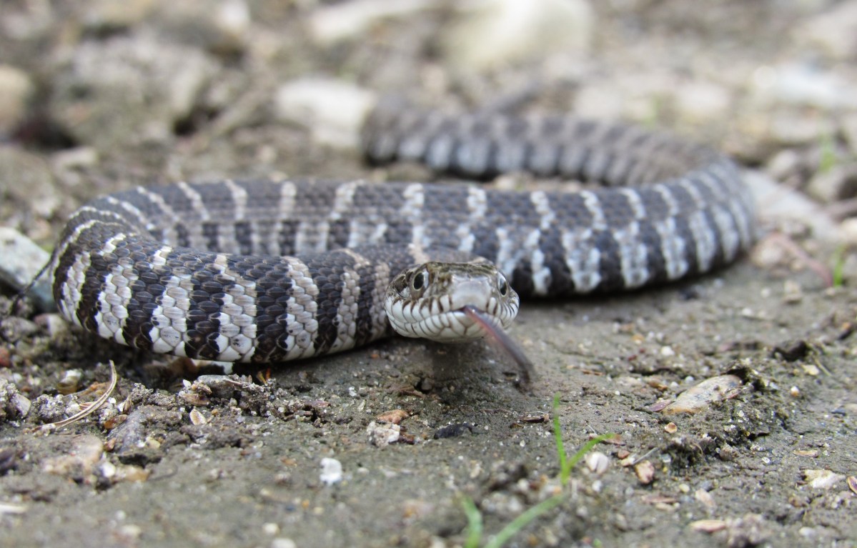 Hopping & Slithering Into Spring! – Oakland County Blog