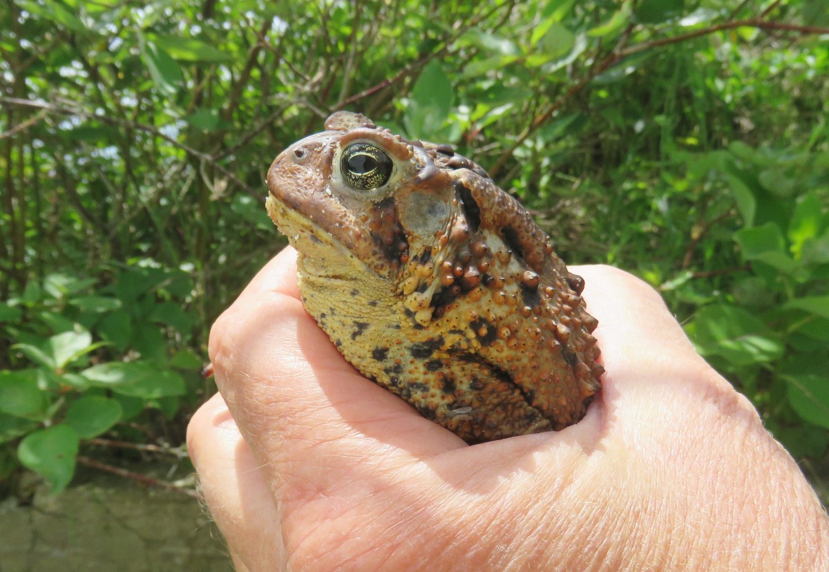 Hopping & Slithering Into Spring! – Oakland County Blog