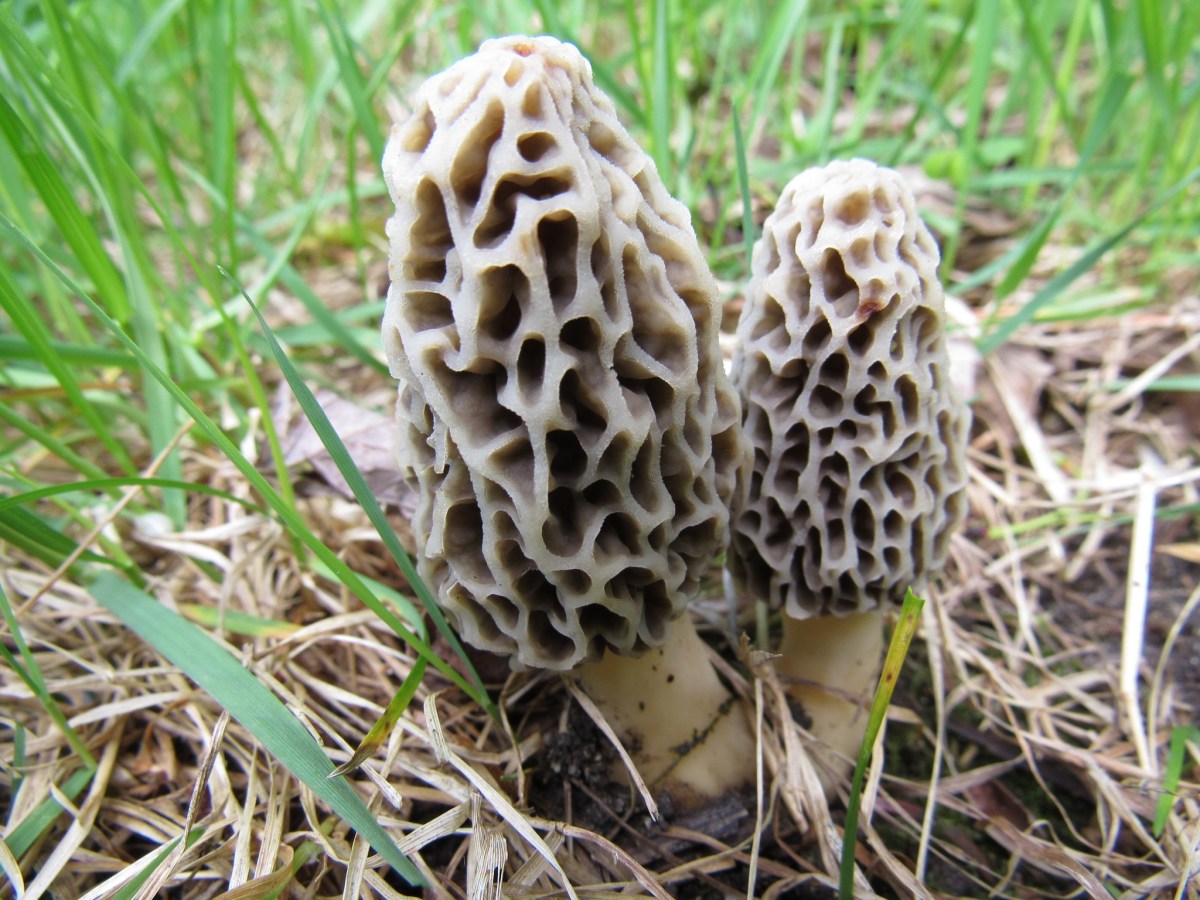 Magnificent Morels of May! – Oakland County Blog
