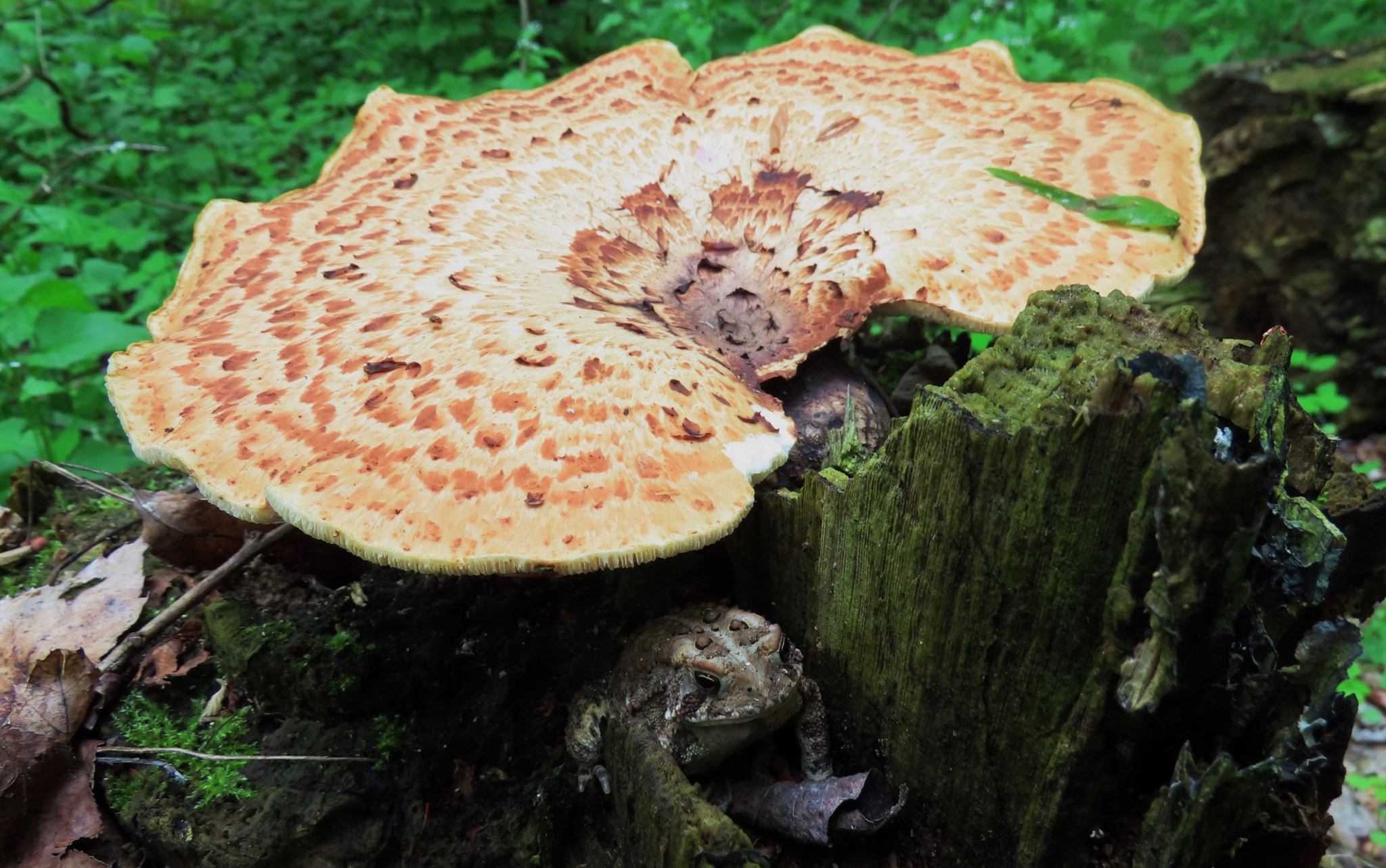 Toad Trills and Tales – Oakland County Blog