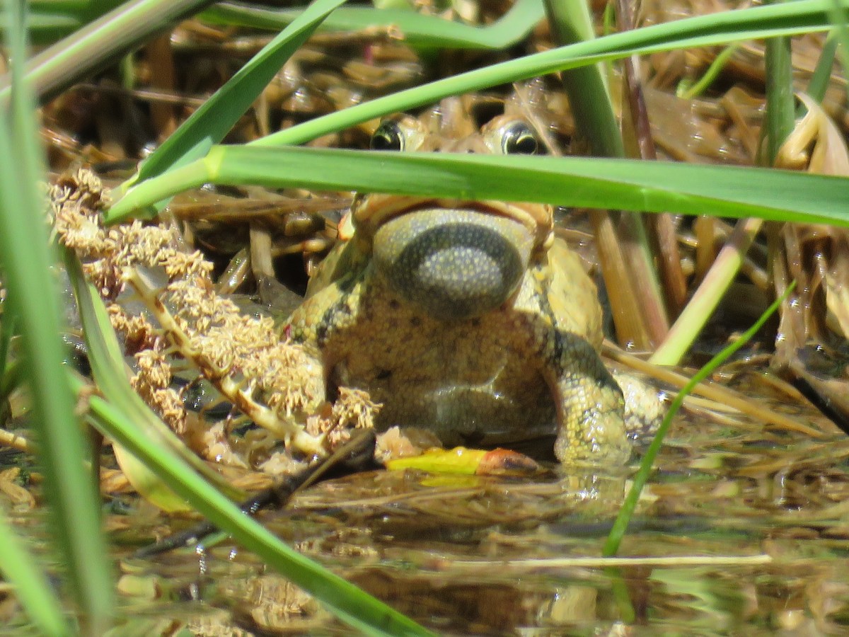 Toad Trills and Tales – Oakland County Blog