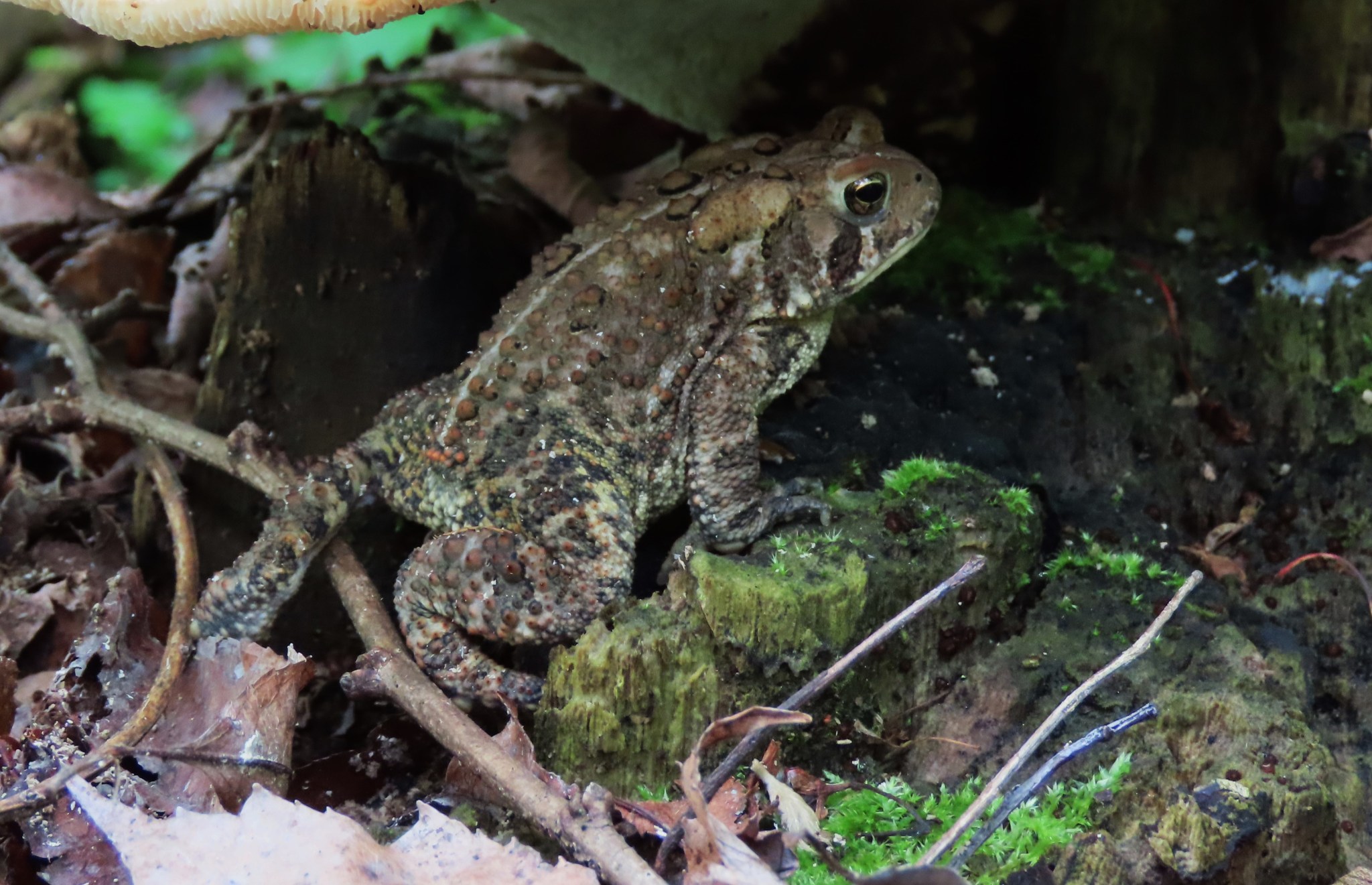 Toad Trills and Tales – Oakland County Blog
