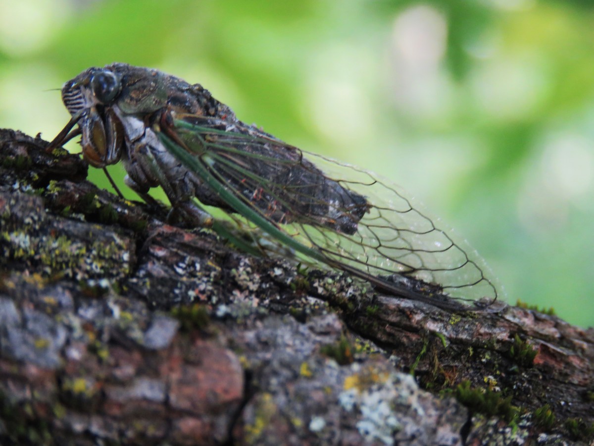Cicada Killer Emergence – Oakland County Blog