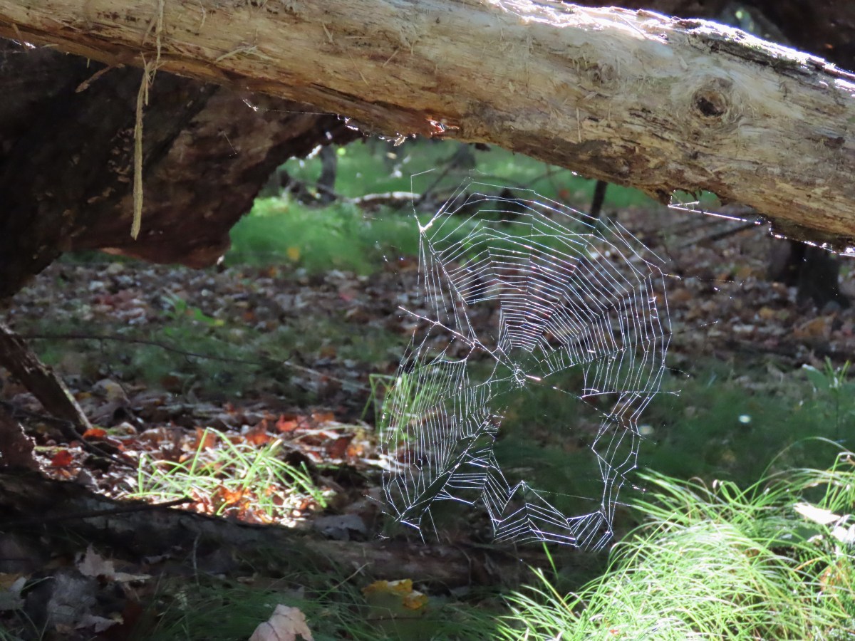 Fox Nature Preserve – A First Look – Oakland County Blog