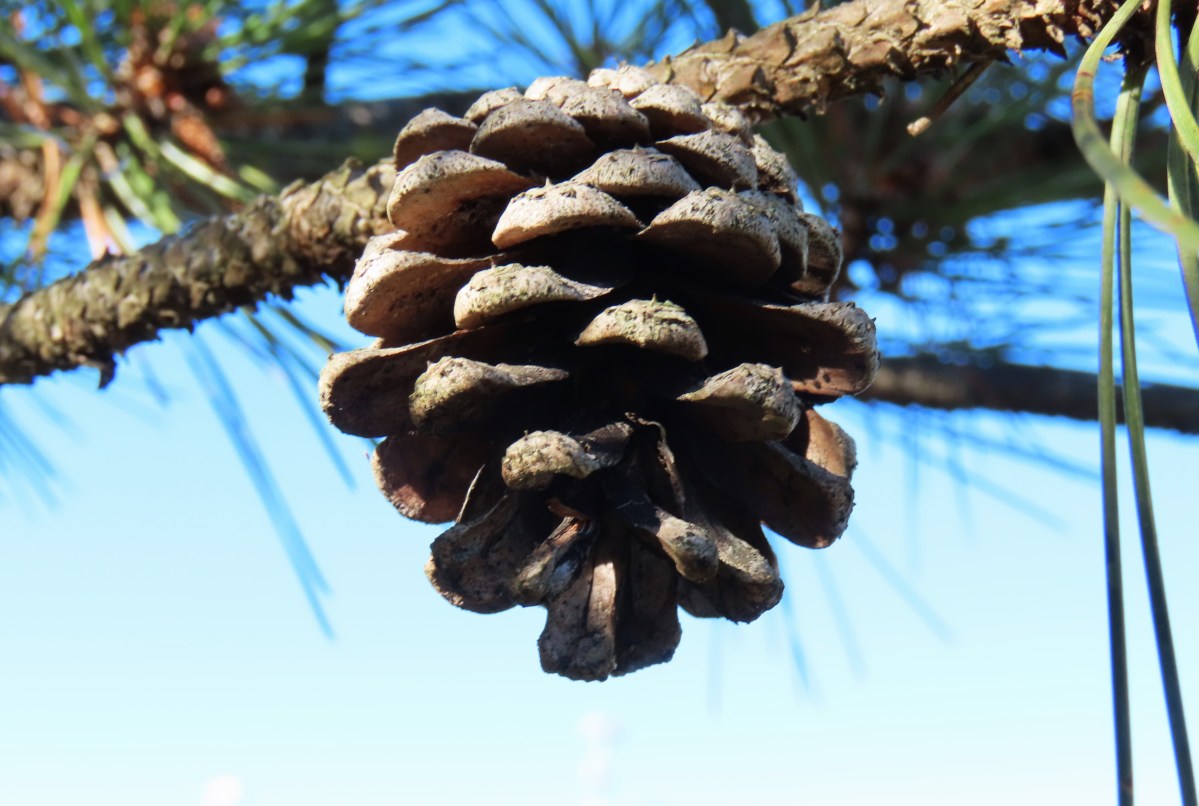 Conifers, Evergreens, and Christmas Trees – Oakland County Blog