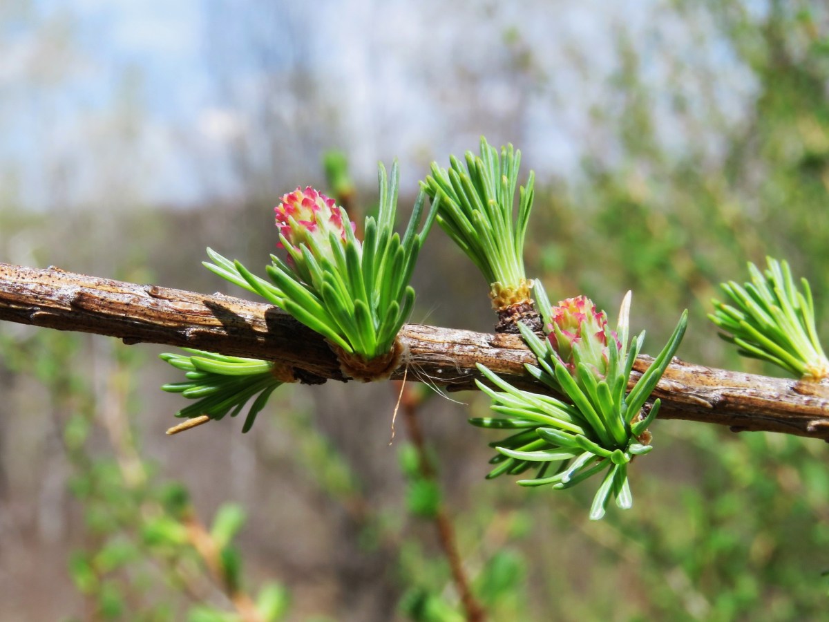 Conifers, Evergreens, and Christmas Trees – Oakland County Blog