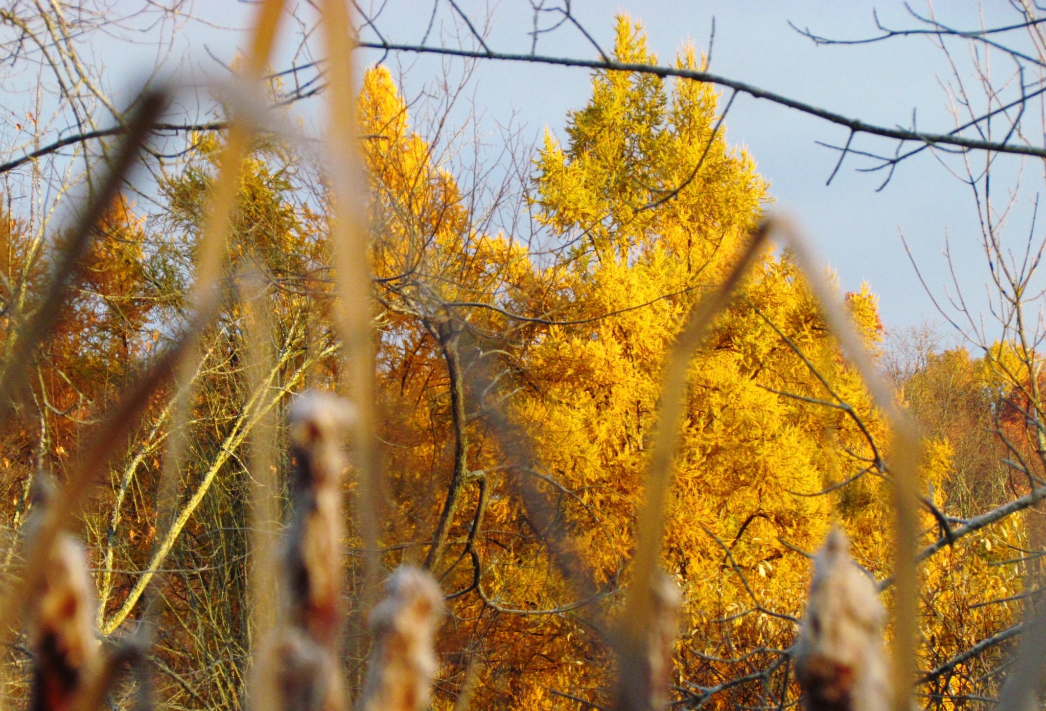 Conifers, Evergreens, and Christmas Trees – Oakland County Blog