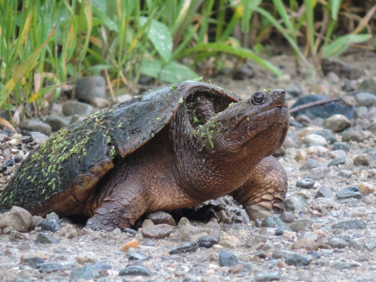 June Snapping Turtle laying her eggs – Oakland County Blog