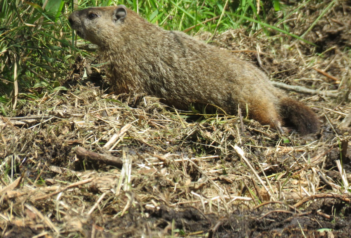 Where Did They Go? A Tale of Two Creatures – Oakland County Blog