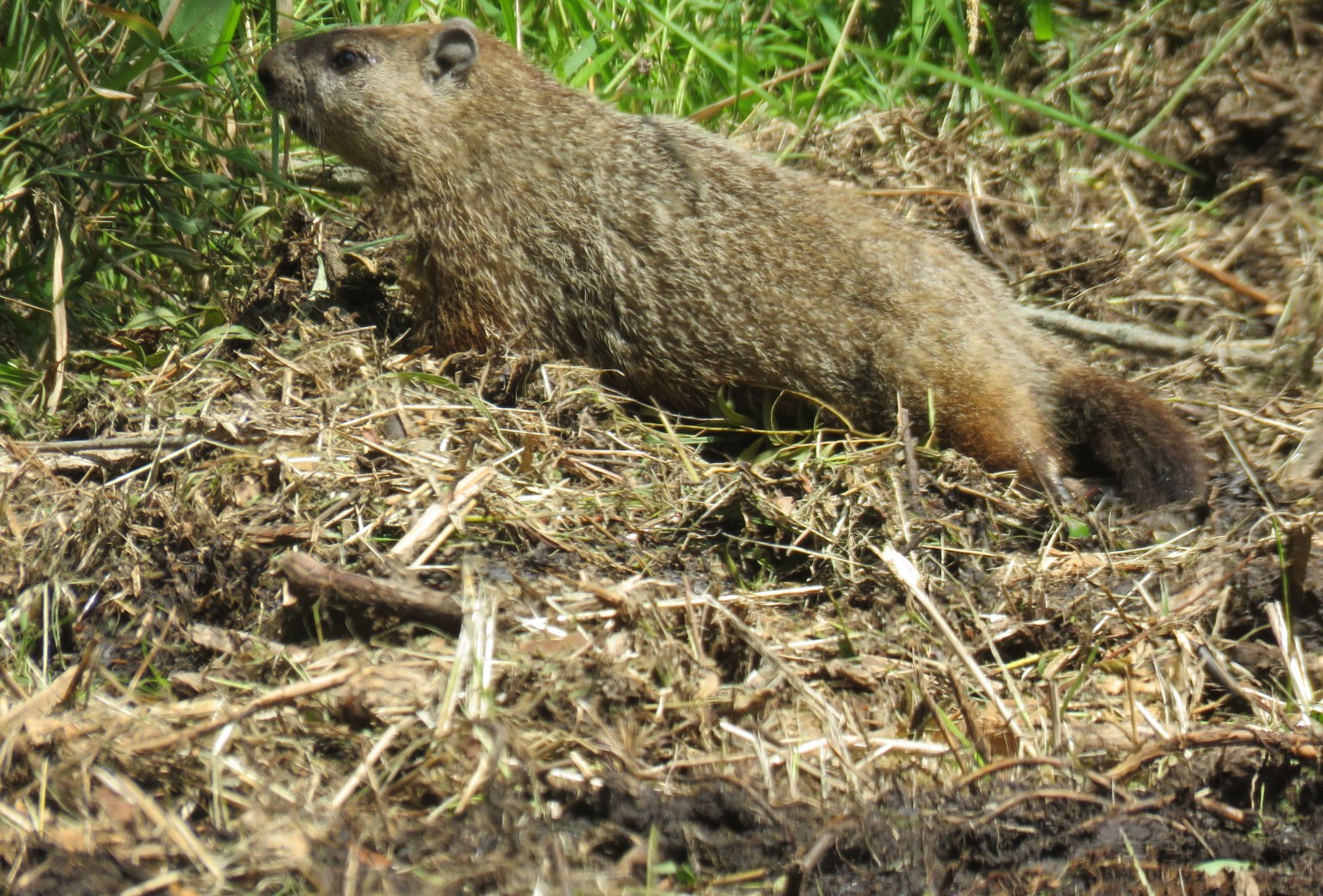 Where Did They Go? A Tale of Two Creatures – Oakland County Blog