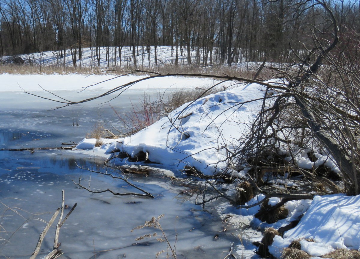 Where Did They Go? A Tale of Two Creatures – Oakland County Blog