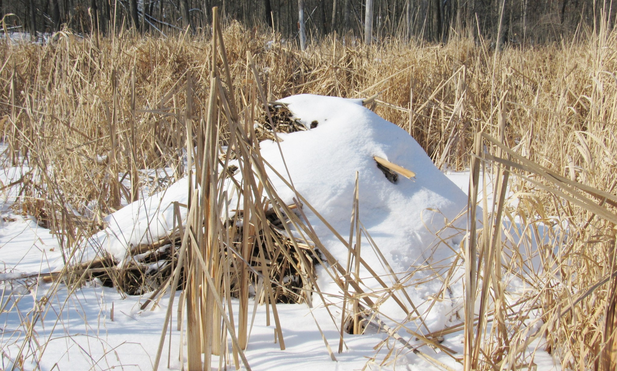 Where Did They Go? A Tale of Two Creatures – Oakland County Blog