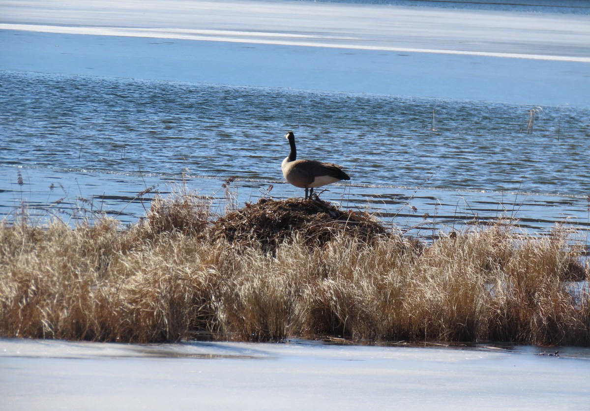 Season of the Sandhills – Oakland County Blog