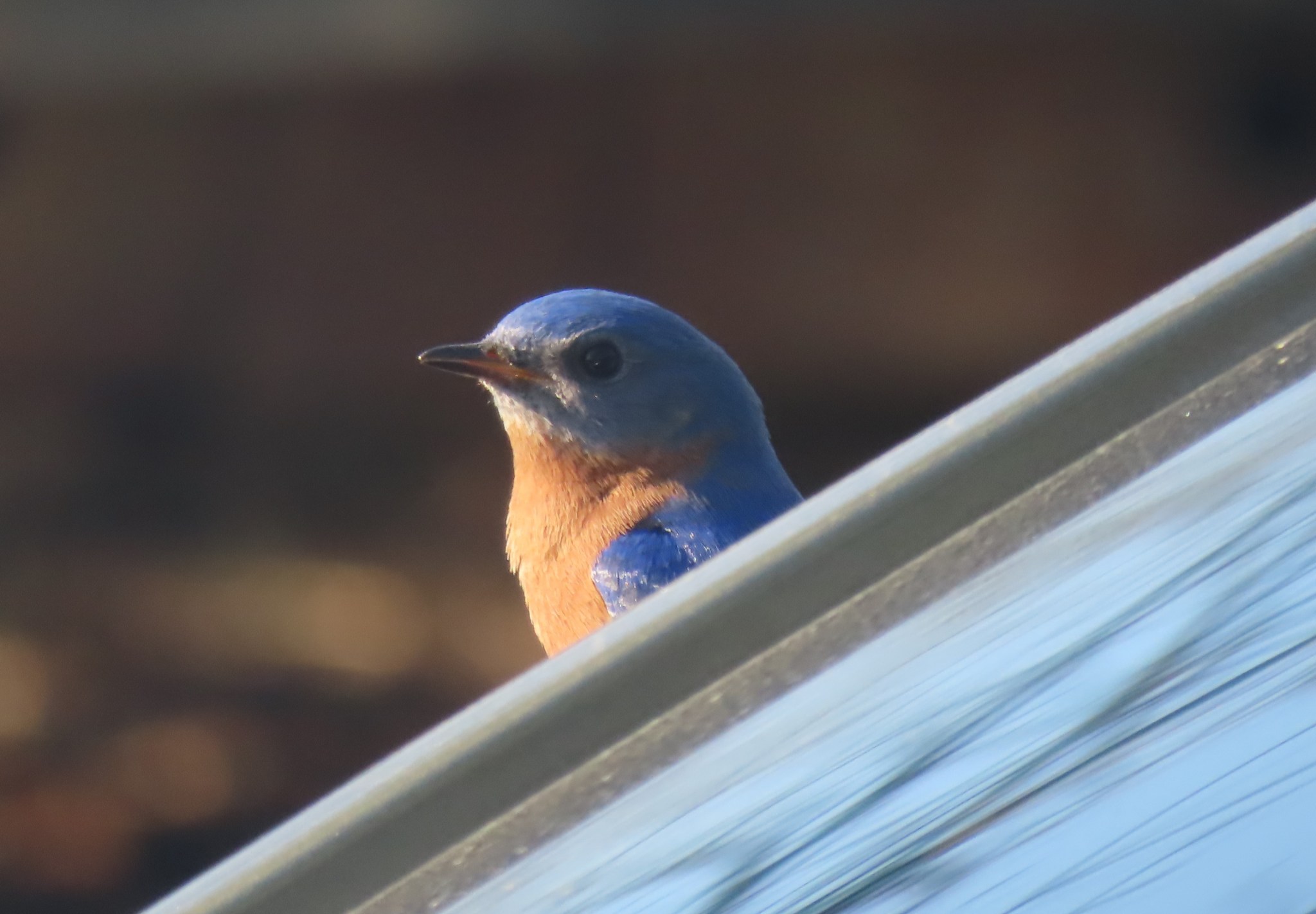 Bluebirds Everywhere! – Oakland County Blog