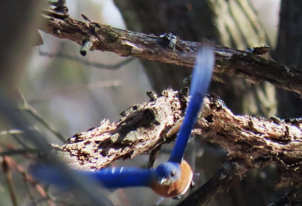 Pacific Northwest Tree Octopus Sightings