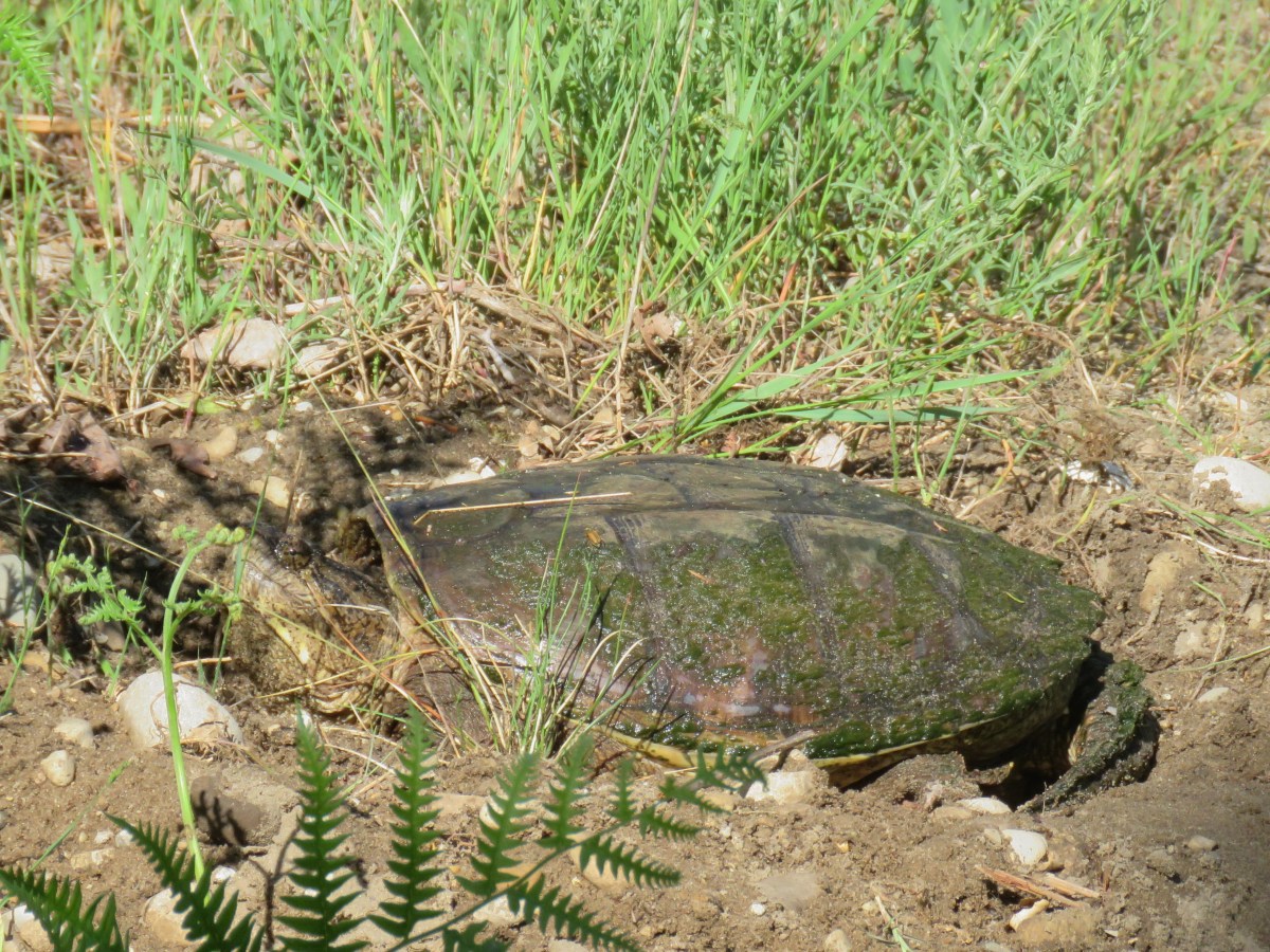 Season of the Snapping Turtle – Oakland County Blog