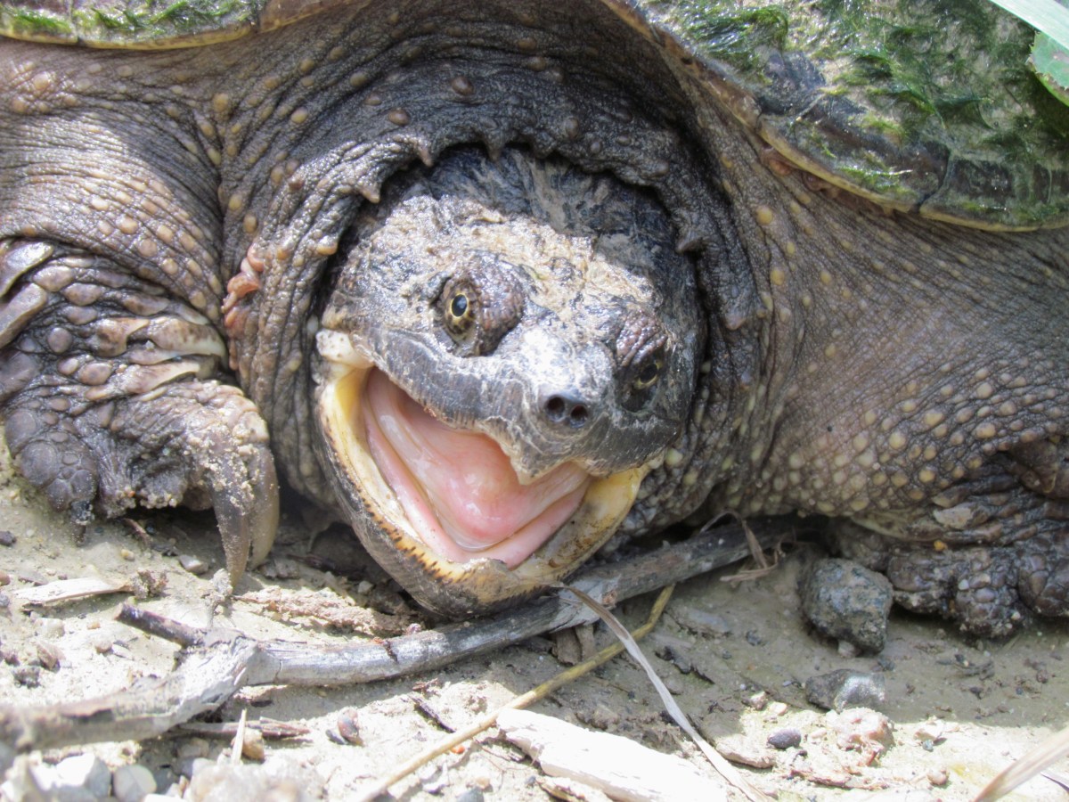 Season of the Snapping Turtle – Oakland County Blog