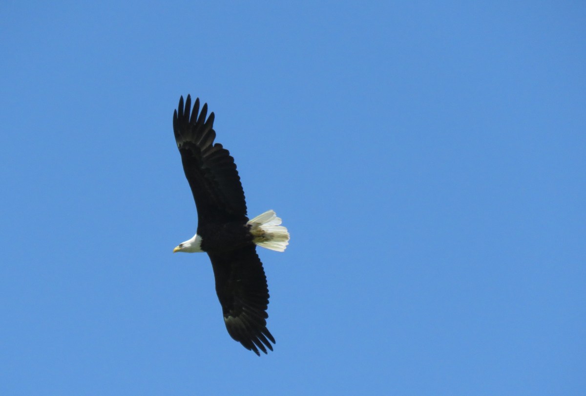 Flight of the Eagle – A Success Story – Oakland County Blog