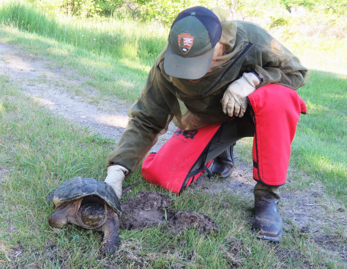 Season of the Snapping Turtle – Oakland County Blog