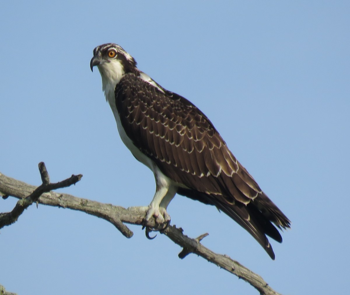 Flight of the Eagle – A Success Story – Oakland County Blog