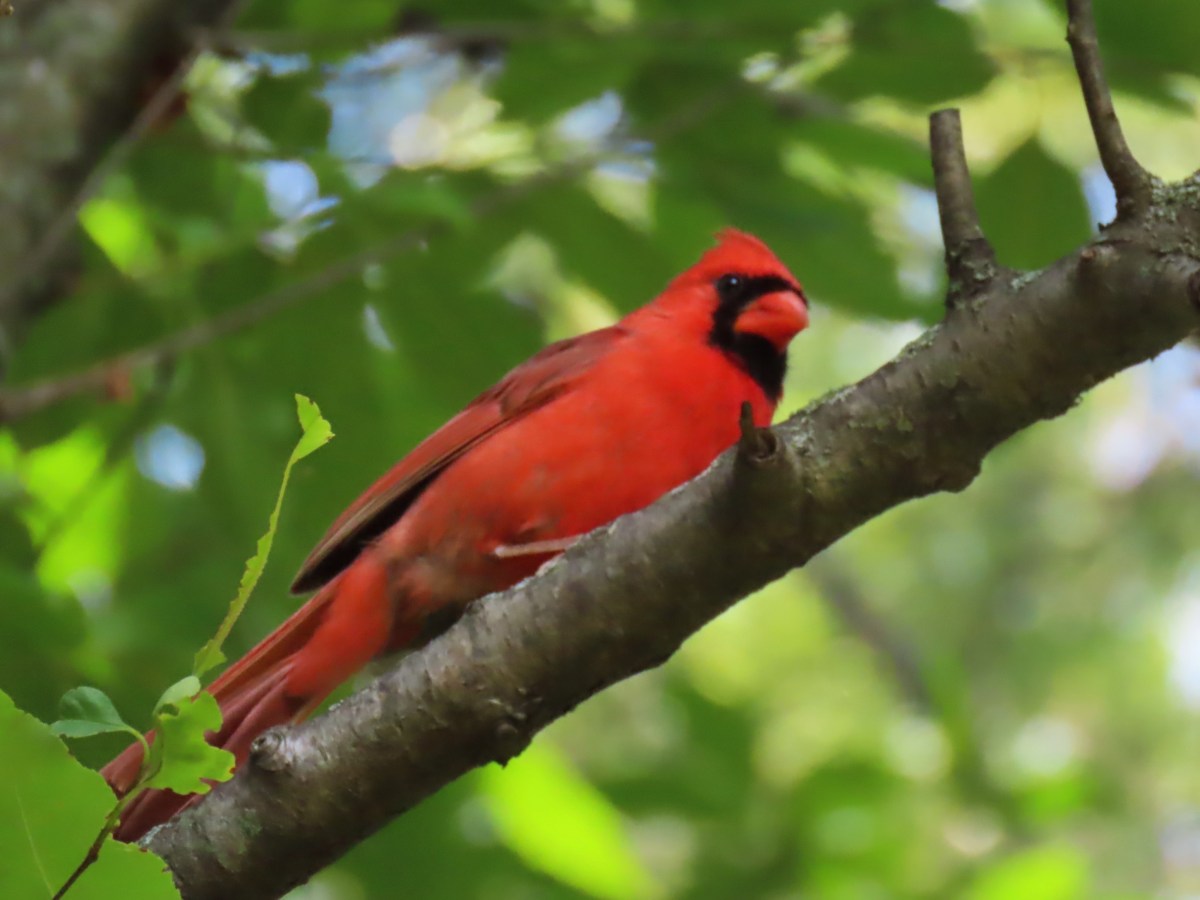 An Early Morning Meander – Oakland County Blog