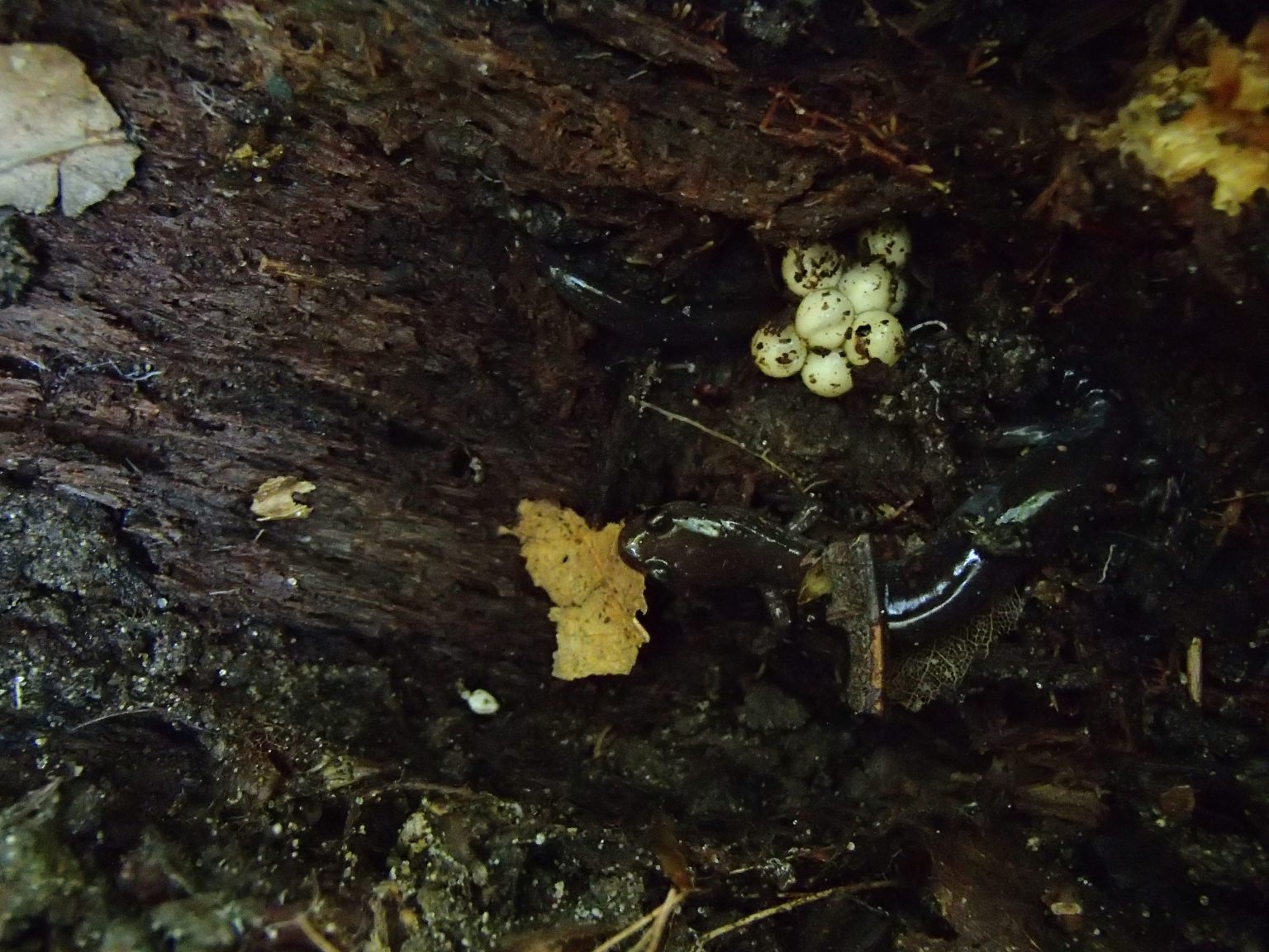 Oakland County Parks Natural Resources Team Hard at Work – Oakland ...