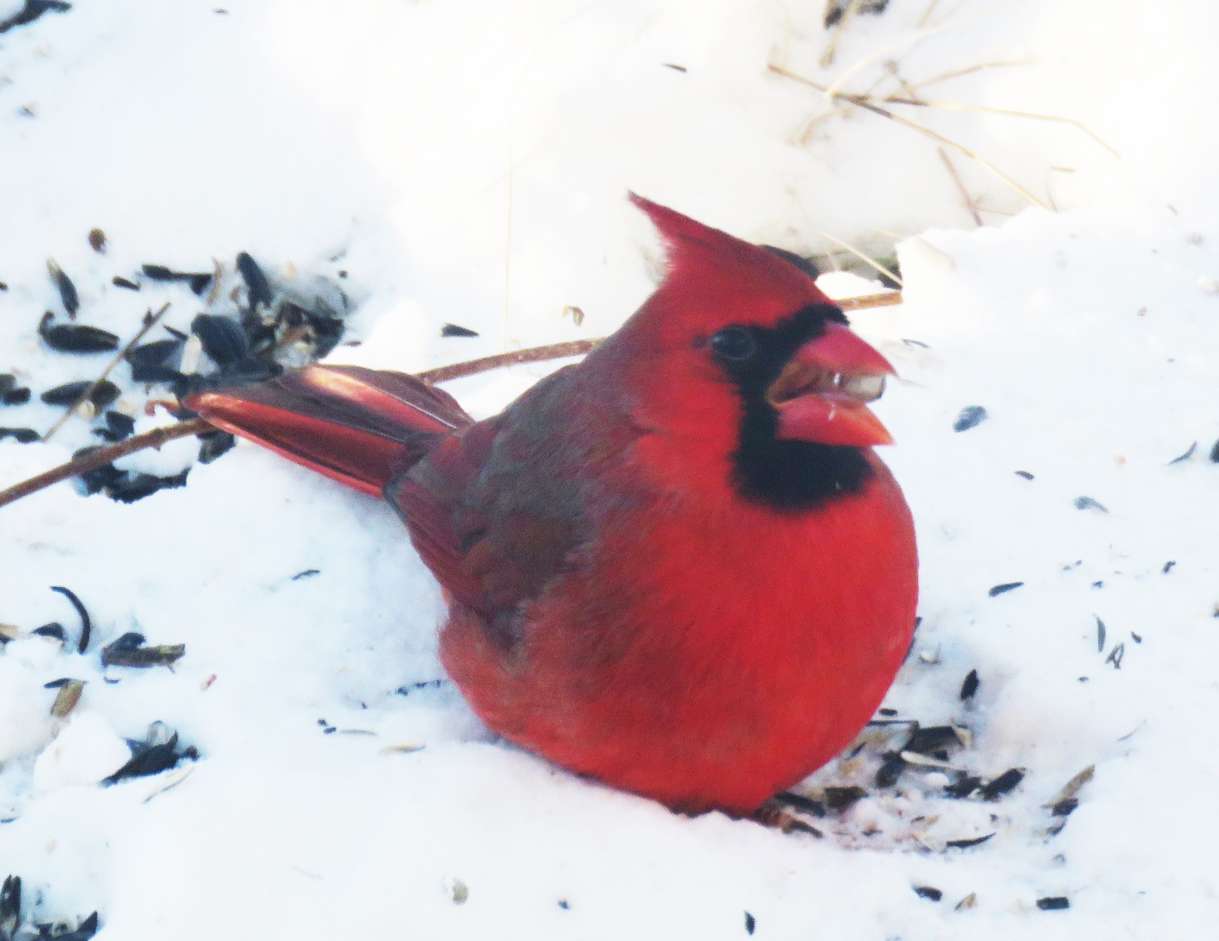 Red Birds in our Midst! – Oakland County Blog