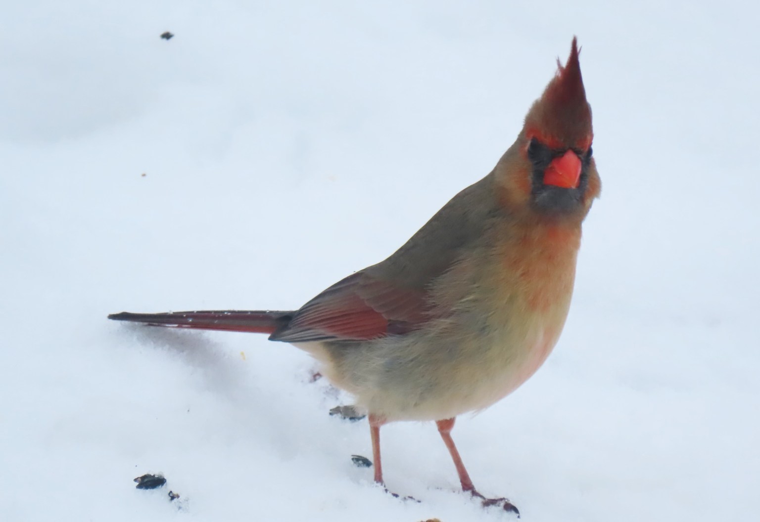 Red Birds in our Midst! – Oakland County Blog