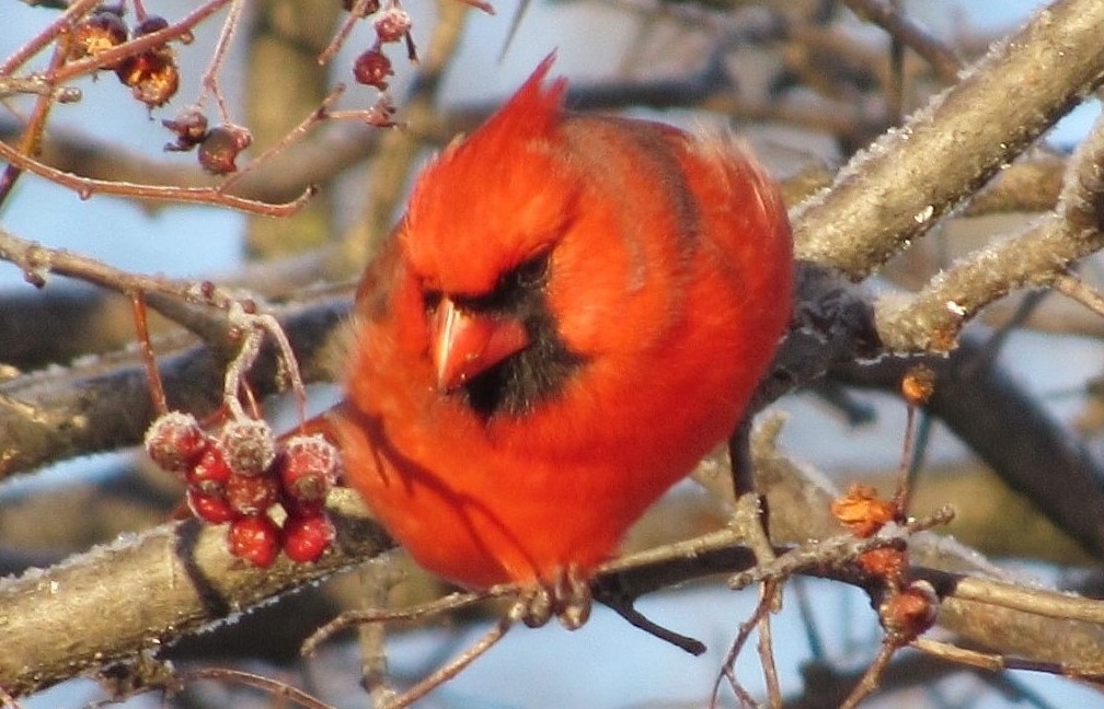 Red Birds in our Midst! – Oakland County Blog
