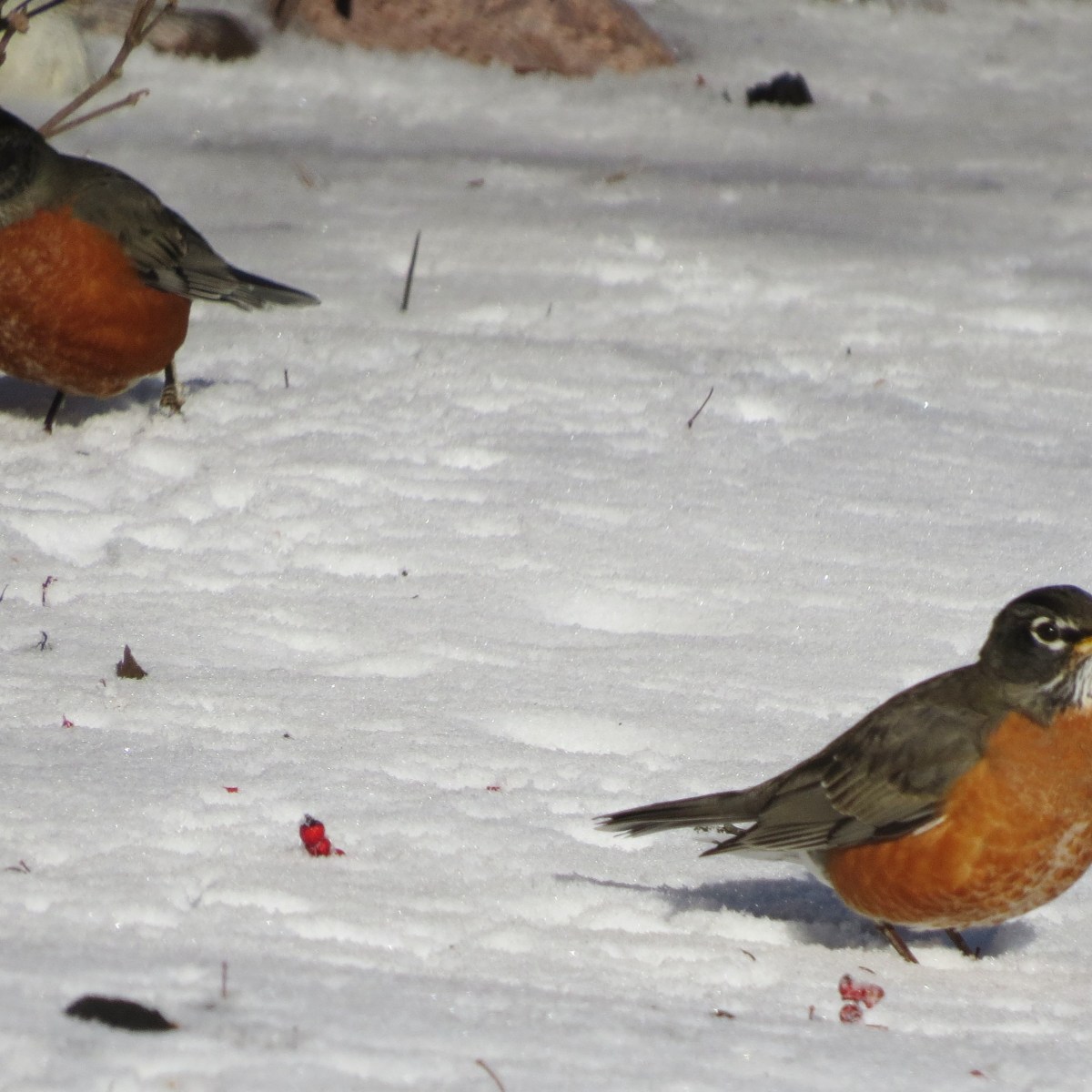 6-robins-in-winter – Oakland County Blog