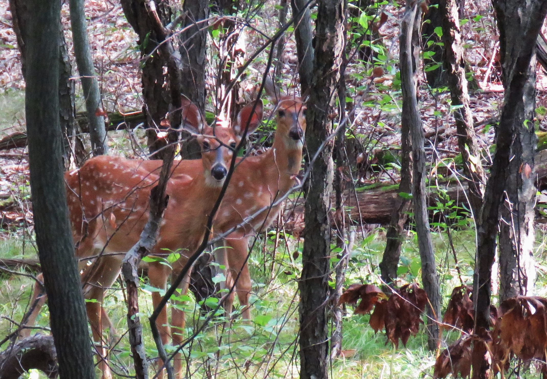 Tales of the White-Tailed Deer – Oakland County Blog