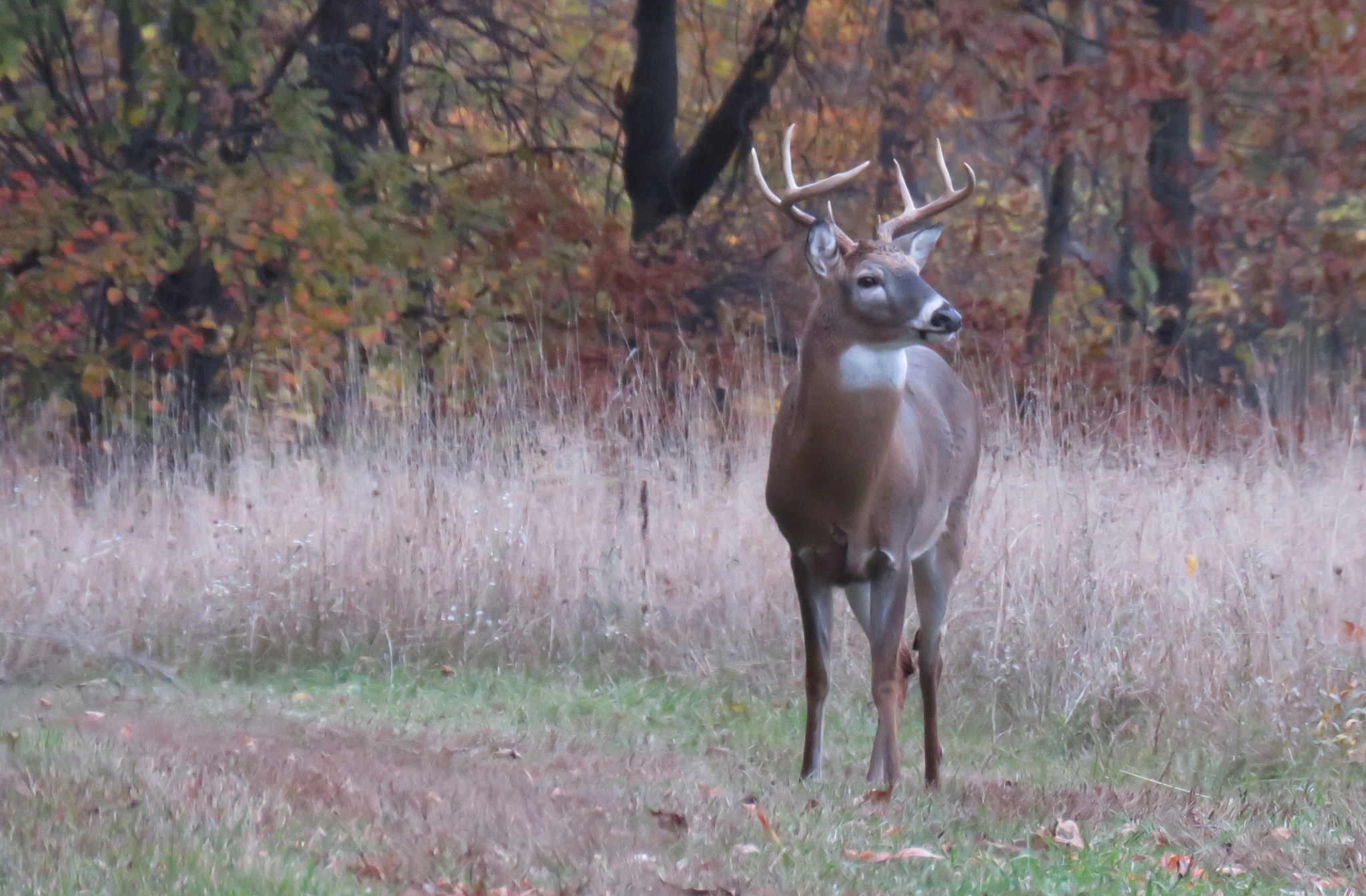 Tales of the White-Tailed Deer – Oakland County Blog