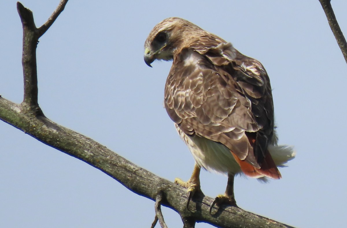 Tales of The Red-tailed Hawk – Oakland County Blog