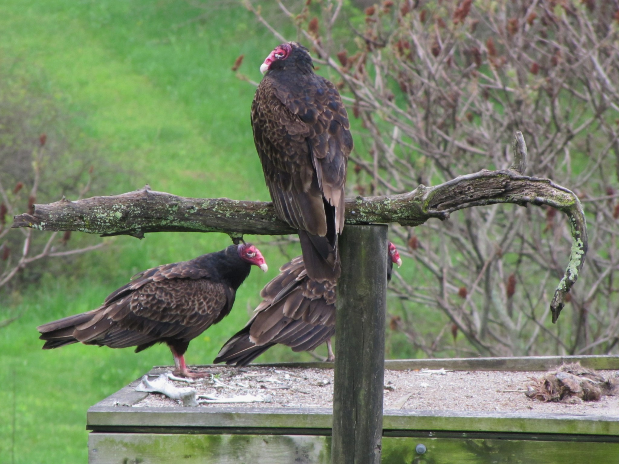 Tales of the Turkey Vultures – Oakland County Blog